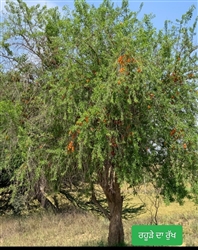 ਵਿਰਾਸਤੀ ਰੁੱਖ ਪੰਜ ਦਰਿਆਵਾਂ ਦੇ : ਛੋਟੇ ਕੱਦ ਦਾ ਪੱਤਝੜੀ ਰੁੱਖ ਰਹੂੜਾ (ਲਹੂੜਾ ...