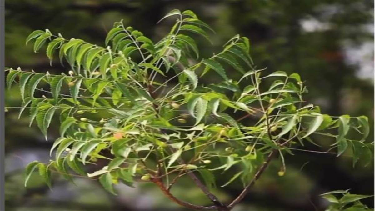 Neem Ke Upay: ਨਿੰਮ ਦਾ ਰੁੱਖ ਦੇ ਸਕਦਾ ਹੈ ਕੇਤੂ, ਸ਼ਨੀ ਤੇ ਪਿਤਰ ਦੋਸ਼ ਤੋਂ ਮੁਕਤੀ ...