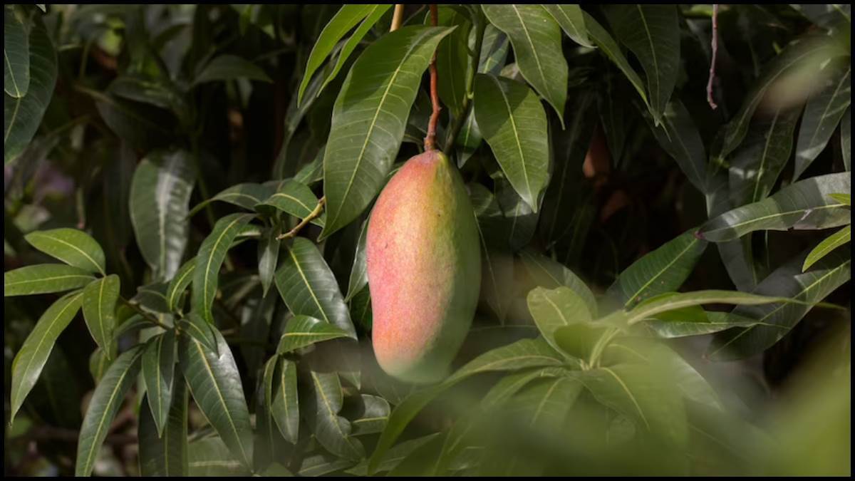 Mango Leaves Benefits : ਔਸ਼ਧੀ ਗੁਣਾਂ ਨਾਲ ਭਰਪੂਰ ਹਨ ਅੰਬ ਦੇ ਪੱਤੇ, ਸਿਹਤ ਹੀ ਨਹੀਂ ਵਾਲ਼ਾਂ ਲਈ ਵੀ ਹਨ ...