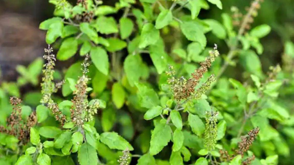 Tulsi Benefits : ਔਸ਼ਧੀ ਗੁਣਾਂ ਨਾਲ ਭਰਪੂਰ ਹੈ ਤੁਲਸੀ, ਇਲਾਜ ਅਨੇਕ - Tulsi ...