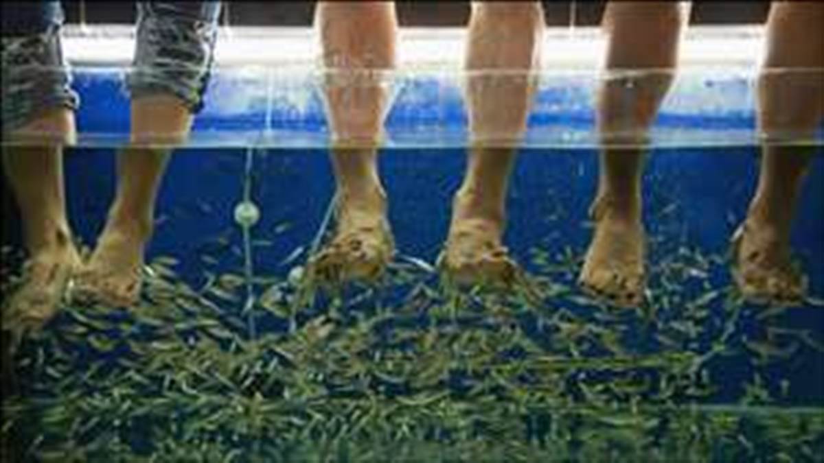 Fish Spa Side Effects: Fish Spa ਸਿਹਤ ਲਈ ਬਹੁਤ ਹਾਨੀਕਾਰਕ, ਏਡਜ਼ ਵਰਗੀਆਂ ਕਈ ...