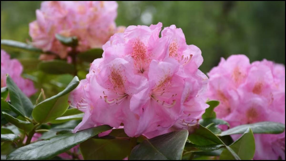 Buransh Benefits : ਗਠੀਏ ਦੇ ਦਰਦ ਤੋਂ ਲੈ ਕੇ ਕੈਂਸਰ ਦਾ ਵਿਕਾਸ ਰੋਕਣ ਤਕ, ਕਈ ...