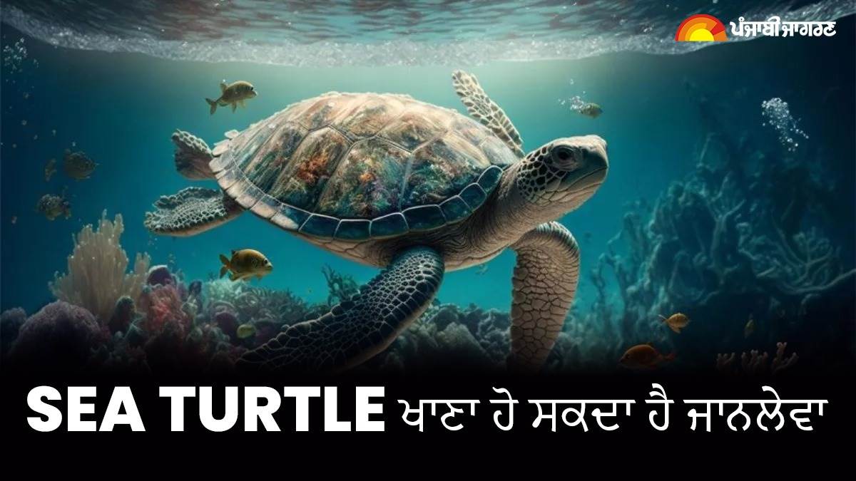 Sea Turtle ਖਾਣ ਨਾਲ ਗਈ 9 ਲੋਕਾਂ ਦੀ ਜਾਨ, ਜਾਣੋ ਕੀ ਹੈ chelonitoxism ਤੇ ਇਸ ਦੇ ...