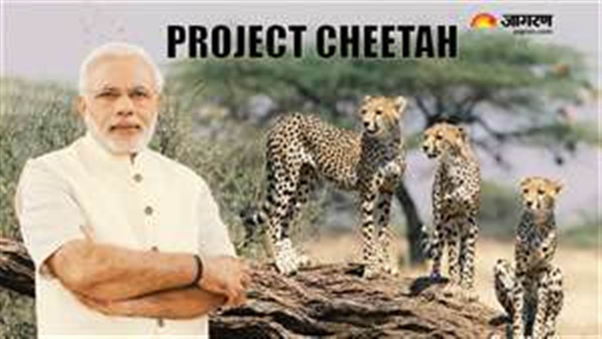 Project Cheetah: ਦੱਖਣੀ ਅਫਰੀਕਾ ਤੋਂ ਭਾਰਤ ਪਹੁੰਚੇ 12 ਚੀਤੇ, ਹੈਲੀਕਾਪਟਰ ਰਾਹੀਂ ...