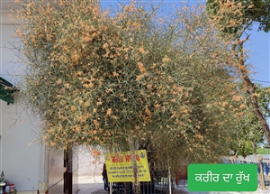 ਵਿਰਾਸਤੀ ਰੁੱਖ ਪੰਜ ਦਰਿਆਵਾਂ ਦੇ : ਛੋਟਾ ਕੰਡੇਦਾਰ ਰੁੱਖ ਕਰੀਰ - Heritage tree ...