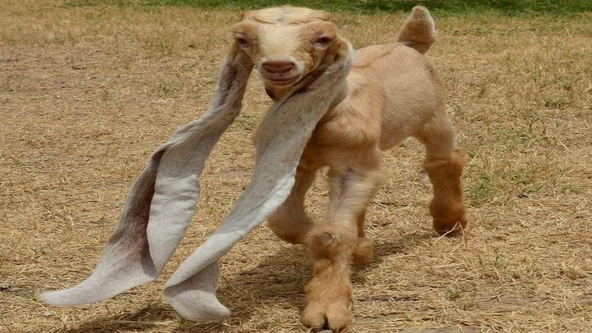 ਪਾਕਿਸਤਾਨ 'ਚ ਪੈਦਾ ਹੋਈ ਅਨੋਖੀ ਬੱਕਰੀ, ਗਿਨੀਜ਼ ਬੁੱਕ ਆਫ ਵਰਲਡ ਰਿਕਾਰਡ 'ਚ ਦਰਜ ...