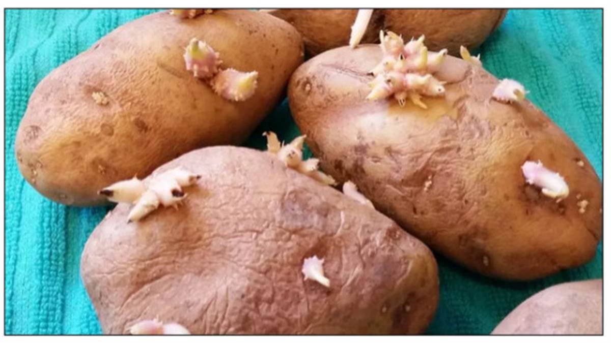 Sprouted Potato : ਮਿੱਠੇ ਜ਼ਹਿਰ ਦਾ ਕੰਮ ਕਰਦੇ ਹਨ ਪੁੰਗਰੇ ਹੋਏ ਆਲੂ, ਜਾਣੋ ...
