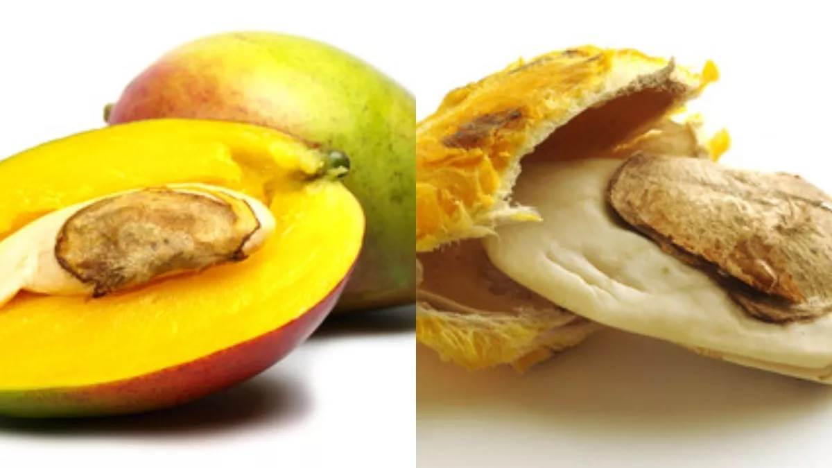 Mango Seed Benefits : ਬਹੁਤ ਫਾਇਦੇਮੰਦ ਹਨ ਅੰਬ ਦੀਆਂ ਗਿਟਕਾਂ, ਇਨ੍ਹਾਂ 10 ਸਿਹਤ ...