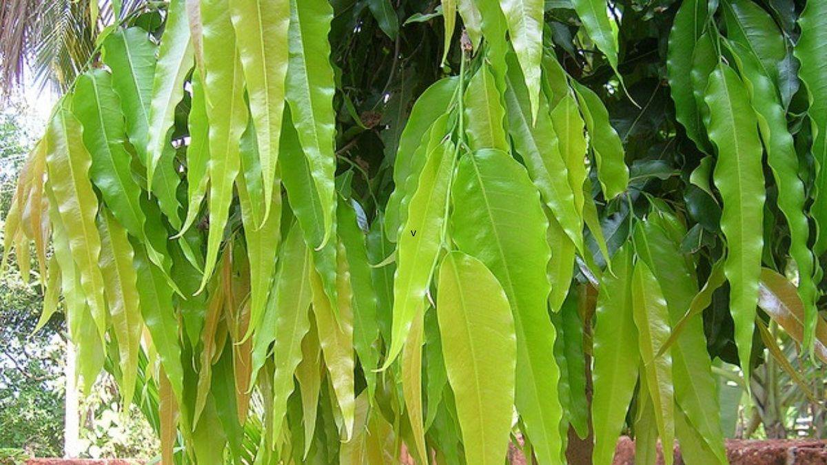 Ashok Leaf Benefits : ਅਸ਼ੋਕ ਦੇ ਪੱਤਿਆਂ ਦੇ ਇਹ ਉਪਾਅ ਬਦਲ ਦੇਣਗੇ ਪਤੀ-ਪਤਨੀ ਦੇ ...