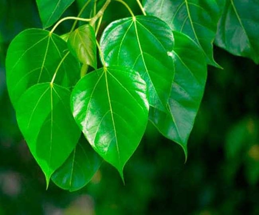 ਪਿੱਪਲ ਦੇ ਪੱਤਿਆਂ ਨਾਲ ਕਰ ਸਕਦੇ ਹੋ ਇਨ੍ਹਾਂ 4 ਰੋਗਾਂ ਦਾ ਇਲਾਜ ਜਾਣੋ ਕਿਵੇਂ ਕਰਨੀ ...