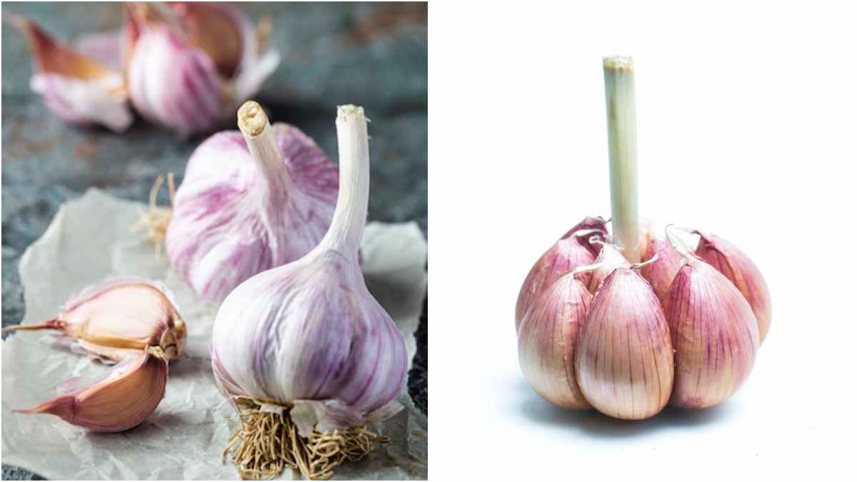 Garlic Types : ਲਸਣ ਦੀਆਂ ਹੁੰਦੀਆਂ ਹਨ 4 ਕਿਸਮਾਂ, ਜਾਣੋ ਖਾਣਾ ਬਣਾਉਣ ਲਈ ਕਿਹੜੀ ...